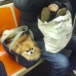 Check Out This Well-Behaved Pack of Pups Wearing Large Tote Bags in the ...