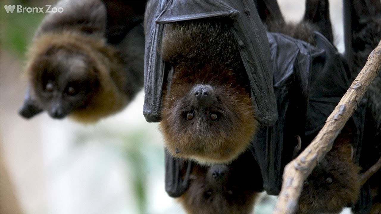 This October, Catch an All New 'Boo at the Zoo' Show at the Bronx Zoo ...