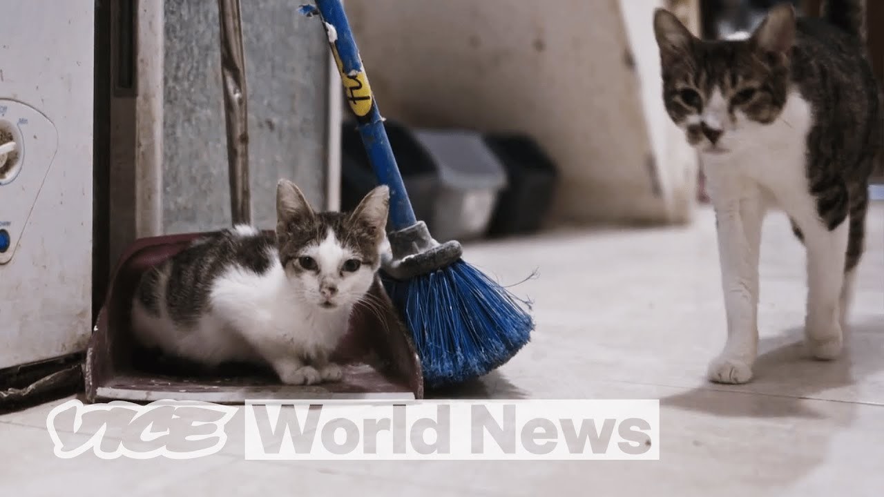 [VIDEO] Combating the Problem of 500K Feral Cats in New York City ...