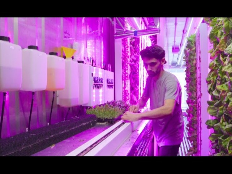 [WATCH] Check Out Square Roots, a Company That's Urban Farming in ...
