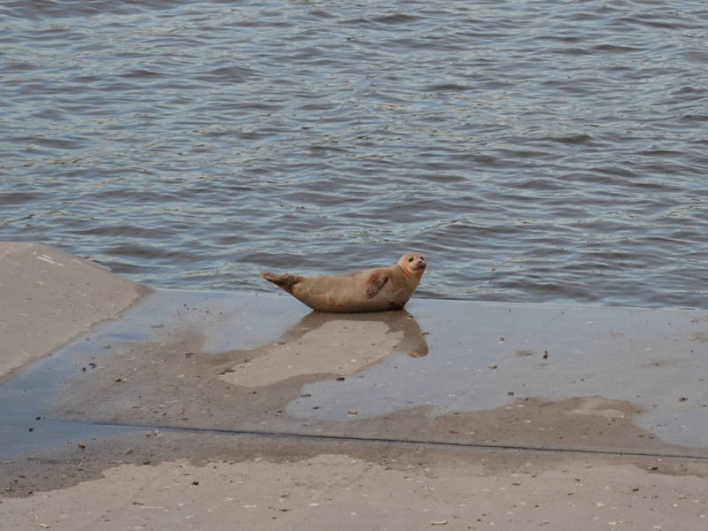 Check Out This Super Cute Seal Hanging Out at Brooklyn Bridge Park ...