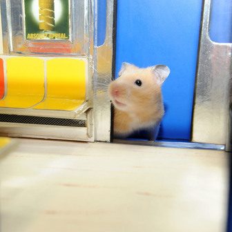 This Cute Tiny Hamster Rides Her Own Personal New York City Subway ...