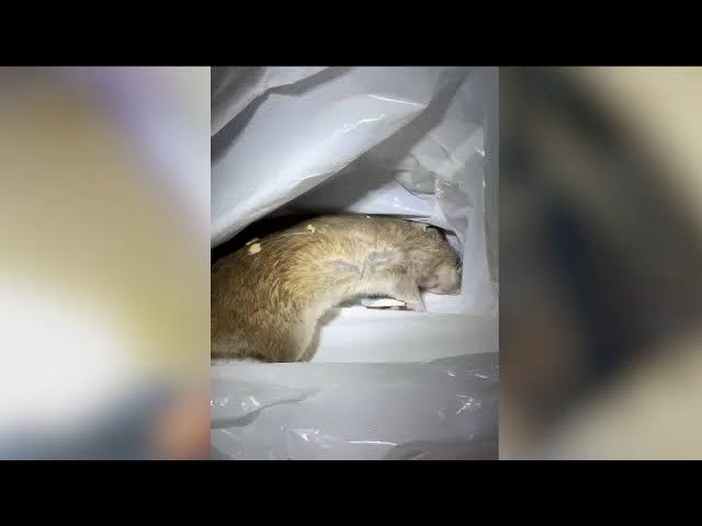 [VIDEO] Where are the Most Rats Being Spotted in NYC? | Viewing NYC