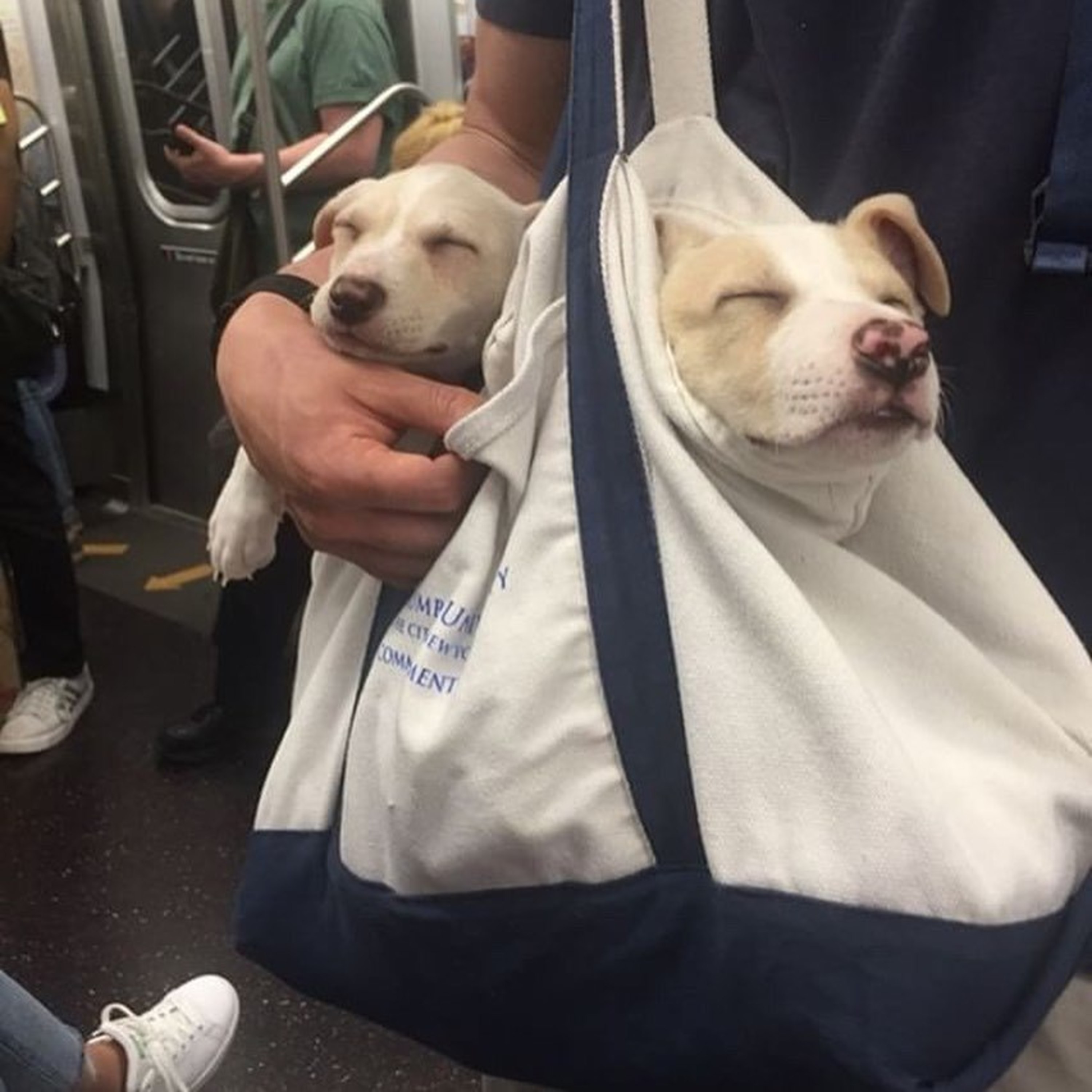 Check Out These Two Cute Puppies Sleeping in a Tote Bag on the New York ...