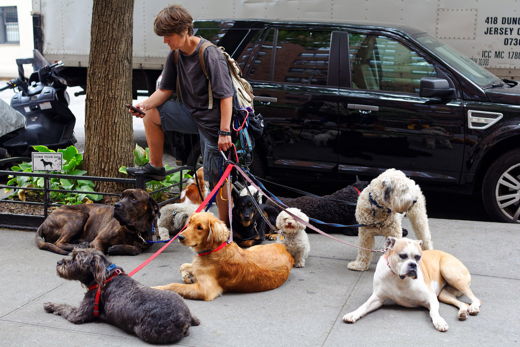 Here are the NYC Neighborhoods With the Highest Number of Dogs Per ...