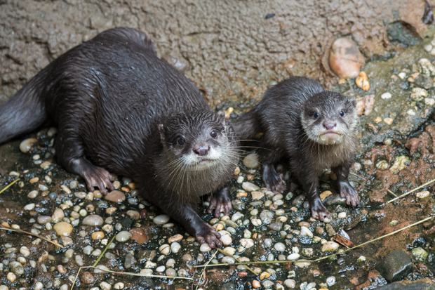 Meet Bronx Zoo's Newest Resident, a Baby Otter Pup Named Monty ...