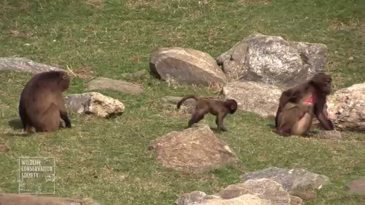 Bronx Zoo's Newest Primate is an Adorable Baby Gelada Baboon | Viewing NYC